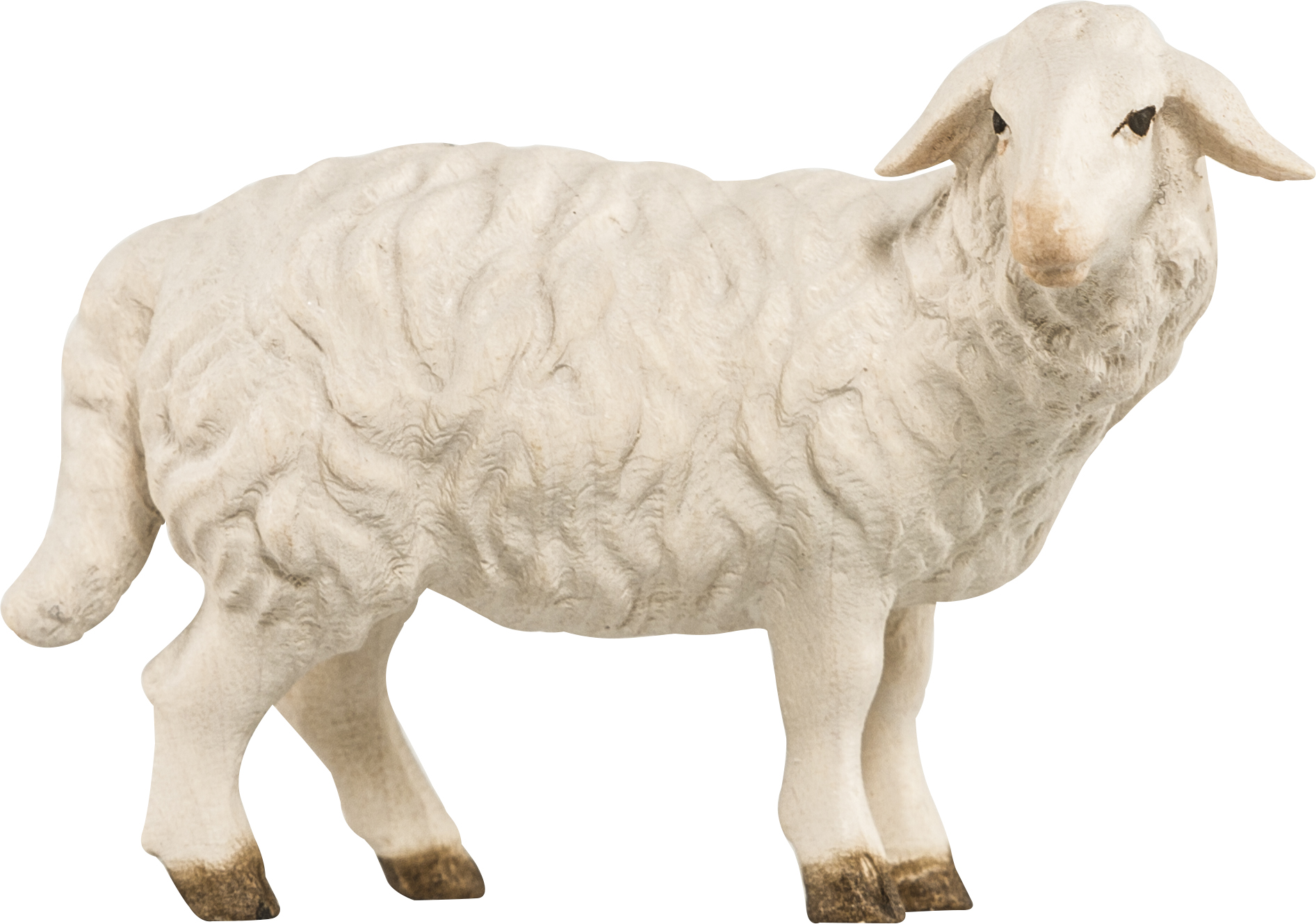 Standing Sheep looking right