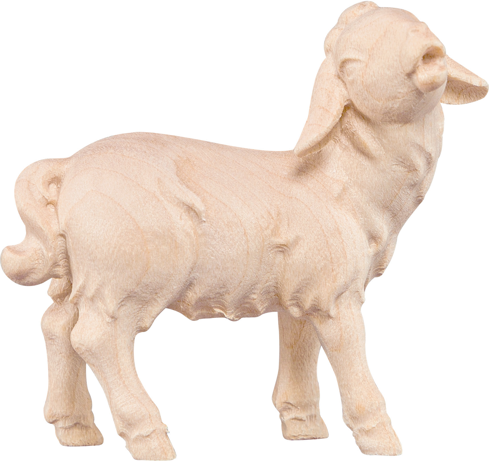 Lamb standing